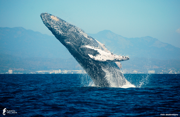 THE HUMPBACK WHALE PROTECTION PROGRAM CONTINUES IN PUERTO VALLARTA | Blog